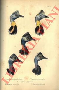Monografìa del Gen. Casuarius, Briss - Tommaso Salvadori - Libro Usato ...