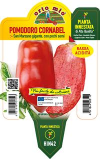 1 Pianta In Vaso Ø14Cm Di Pomodoro Corno Delle Ande Ortomio Orto ...