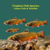 Virginia Game Fish and Panfish Species Kids Book: Great Book About the ...