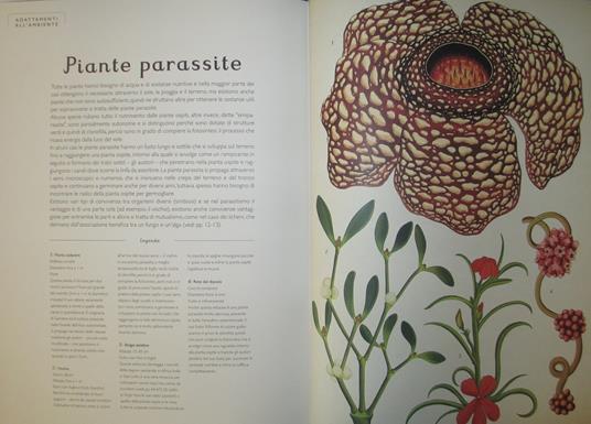 Botanicum. Il grande museo delle piante. Ediz. a colori - Katie Scott - Kathy Willis - - Libro ...