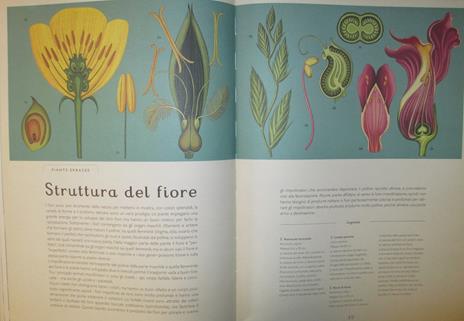 Botanicum. Il grande museo delle piante. Ediz. a colori - Katie Scott - Kathy Willis - - Libro ...