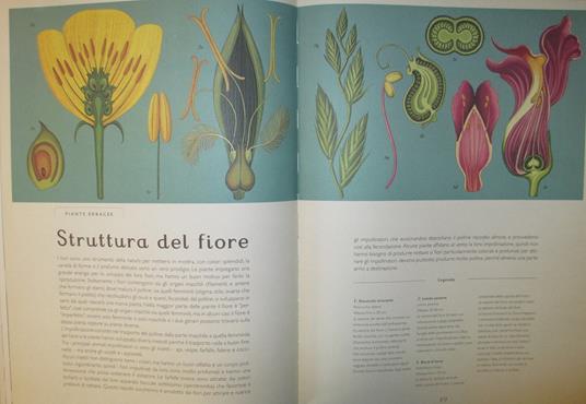 Botanicum. Il grande museo delle piante. Ediz. a colori - Katie Scott - Kathy Willis - - Libro ...