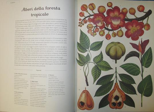 Botanicum. Il grande museo delle piante. Ediz. a colori - Katie Scott - Kathy Willis - - Libro ...