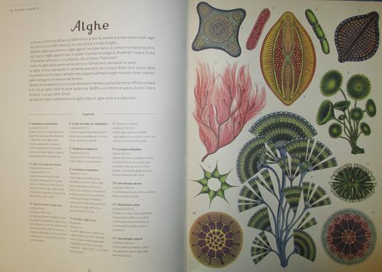 Botanicum. Il grande museo delle piante. Ediz. a colori - Katie Scott - Kathy Willis - - Libro ...